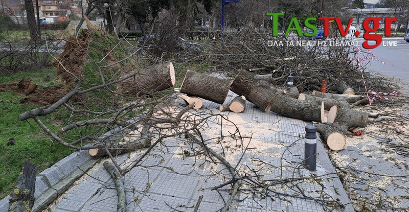ΕΔΕΣΣΑ : Η ΚΑΚΟΚΑΙΡΙΑ ΞΗΛΩΣΕ ΔΕΝΔΡΟ ΔΙΠΛΑ ΣΤΟ ΔΗΜΑΡΧΕΙΟ [ΒΙΝΤΕΟ ...
