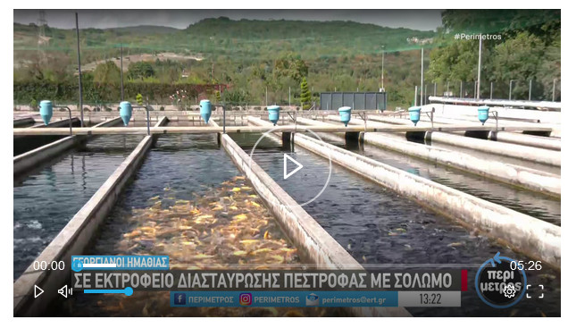 ΣΕ ΠΟΙΟ ΙΧΘΥΟΤΡΟΦΕΙΟ ΤΗΣ ΜΑΚΕΔΟΝΙΑΣ ΔΙΑΣΤΑΥΡΩΝΟΥΝ ΠΕΣΤΡΟΦΑ ΚΑΙ ΣΟΛΟΜΟ ...