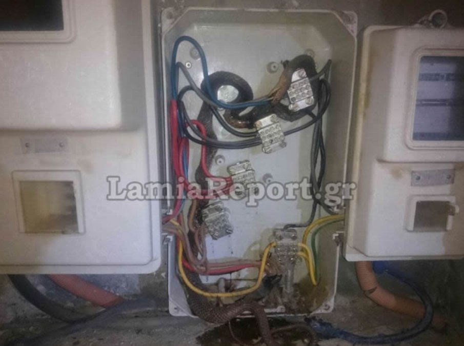 ΦΙΔΙ ΚΑΗΚΕ ΑΠΟ ΒΡΑΧΥΚΥΚΛΩΜΑ ΣΕ ΡΟΛΟΙ ΤΗΣ ΔΕΗ - ΔΕΙΤΕ ΠΩΣ ΕΓΙΝΕ ...