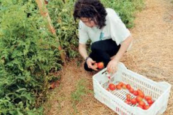 Η ΕΛΛΗΝΙΔΑ ΑΓΡΟΤΙΣΣΑ ΚΑΙ ΟΙ ΠΟΛΙΤΙΚΕΣ ΓΙΑ ΤΗΝ ΕΝΙΣΧΥΣΗ ΤΗΣ ΘΕΣΗΣ ΤΗΣ ...