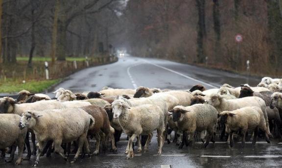 ΠΡΟΘΕΣΜΙΑ ΑΙΤΗΣΕΩΝ ΓΙΑ ΤΗ ΒΙΟΛΟΓΙΚΗ ΚΤΗΝΟΤΡΟΦΙΑ | TASTV.gr | Τα νέα της ...