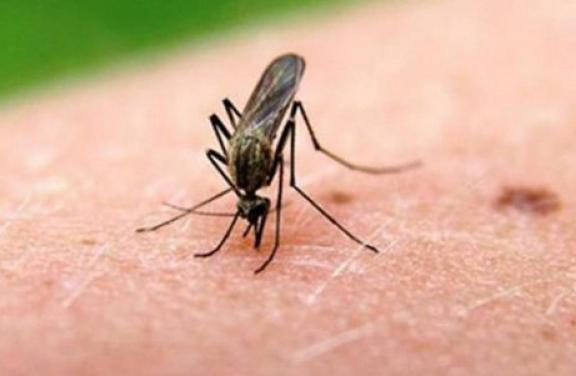 ΠΡΟΓΡΑΜΜΑ ΨΕΚΑΣΜΩΝ ΓΙΑ ΤΗΝ ΑΝΤΙΜΕΤΩΠΙΣΗ ΤΩΝ ΚΟΥΝΟΥΠΙΩΝ ΑΠΟ ΤΗΝ Π.Ε ...