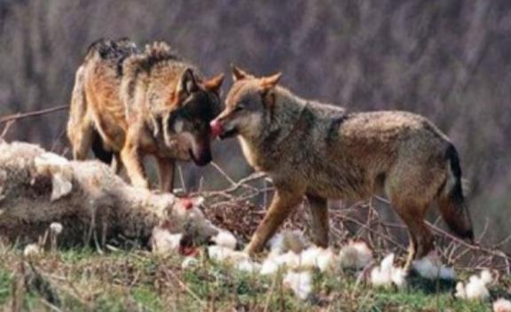 ΑΓΕΛΗ ΛΥΚΩΝ ΚΑΤΑΣΠΑΡΑΞΕ ΠΡΟΒΑΤΑ ΣΕ ΣΤΑΝΗ – ΑΥΤΟΨΙΑ ΜΕ ΠΟΛΥ ΣΚΛΗΡΕΣ ...