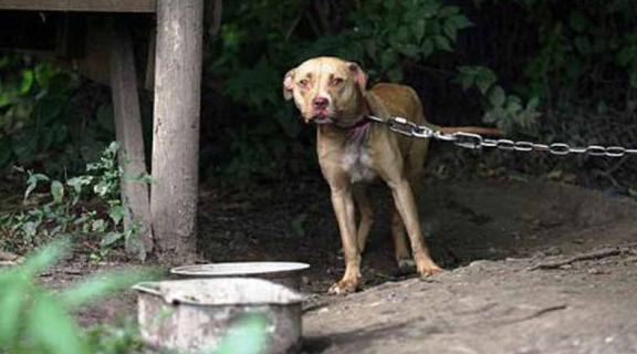 ΣΕ ΙΣΧΥ Ο ΝΕΟΣ ΝΟΜΟΣ ΓΙΑ ΤΗΝ ΚΑΚΟΠΟΙΗΣΗ ΖΩΩΝ – ΌΛΕΣ ΟΙ ΑΛΛΑΓΕΣ | TASTV ...