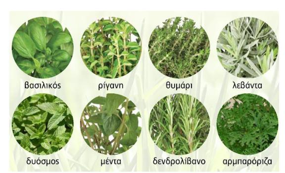 ΠΟΙΑ ΕΙΝΑΙ Η ΚΑΤΑΛΛΗΛΗ ΕΠΟΧΗ ΓΙΑ ΝΑ ΜΑΖΕΥΟΥΜΕ ΤΟ ΚΑΘΕ ΒΟΤΑΝΟ | TASTV.gr ...