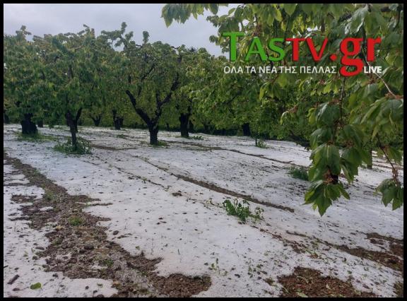 ΑΡΧΑΓΓΕΛΟΣ ΠΕΛΛΑΣ : ΜΕΓΑΛΗ ΚΑΤΑΣΤΡΟΦΗ ΑΠΟ ΤΟ ΧΑΛΑΖΙ ΣΤΑ ΚΕΡΑΣΙΑ ΚΑΙ ΣΕ ...