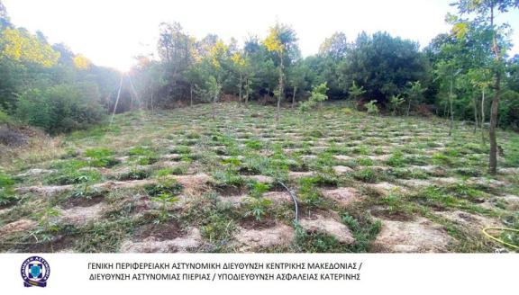 ΚΑΛΛΙΕΡΓΟΥΣΕ ΟΛΟΚΛΗΡΟ ΧΩΡΑΦΙ ΜΕ ΚΑΝΝΑΒΗ - ΚΑΤΑΣΧΕΘΗΚΑΝ 2.800 ΔΕΝΔΡΥΛΛΙΑ ...