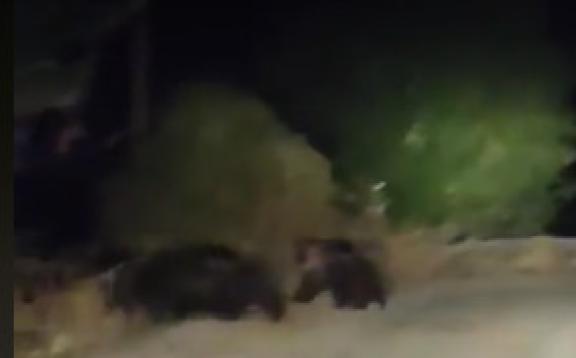 ΚΑΤΩ ΓΡΑΜΜΑΤΙΚΟ ΕΔΕΣΣΑΣ : ΕΜΦΑΝΙΣΘΗΚΕ ΑΡΚΟΥΔΑ ΜΕ ΑΡΚΟΥΔΑΚΙΑ - ΒΙΝΤΕΟ ...