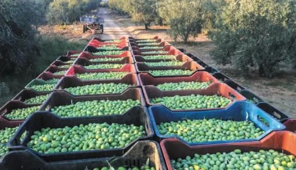 ΕΠΙΤΡΑΠΕΖΙΑ ΕΛΙΑ | ΈΝΑΣ ΣΤΟΥΣ ΤΡΕΙΣ ΔΕΝ ΘΑ ΜΠΕΙ ΟΥΤΕ ΣΤΑ ΧΩΡΑΦΙΑ ΝΑ ...