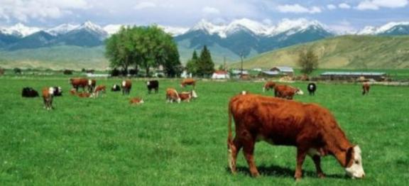 ΓΙΑΤΙ ΟΙ ΚΤΗΝΟΤΡΟΦΟΙ ΚΙΝΔΥΝΕΥΟΥΝ ΝΑ ΜΕΙΝΟΥΝ ΧΩΡΙΣ ΕΠΙΔΟΤΗΣΕΙΣ; | TASTV ...