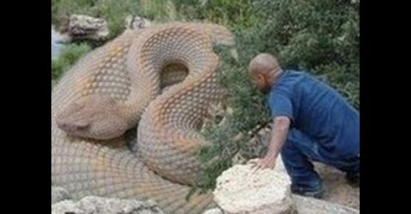 ΤΟ ΜΕΓΑΛΥΤΕΡΟ ΦΙΔΙ ΤΟΥ ΚΟΣΜΟΥ ΒΡΕΘΗΚΕ ΣΤΟ ΜΕΞΙΚΟ! (VIDEO) | TASTV.gr ...